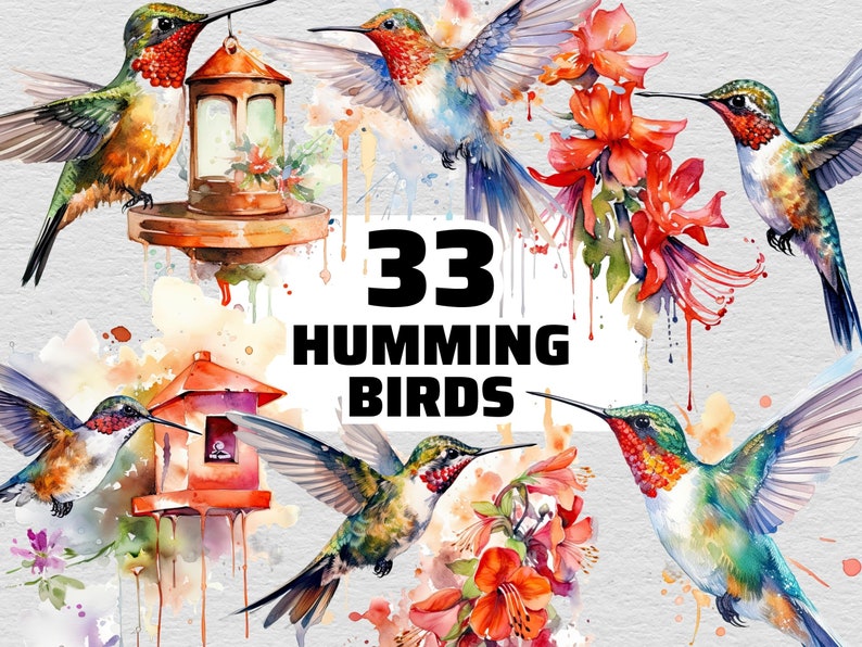 Watercolor Hummingbird PNG Clipart Hummingbird Clipart - Etsy