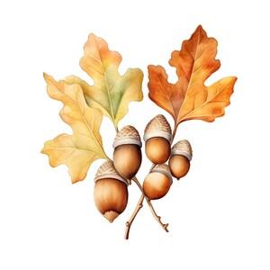 Fall Acorn Clipart, Scrapbook Clipart, Autumn PNG, Fall Clipart, Autumn ...