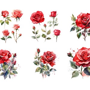 Roses Clipart Bundle, Rose Flower Bundle Clipart, Floral Rose Bundle ...