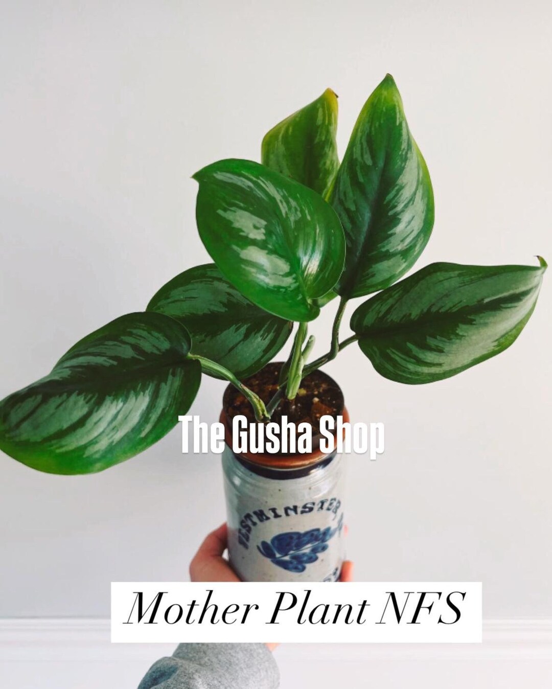 Scindapsus Officinalis | Rare Tropic Vine | Easy-care Indoor Plant With ...