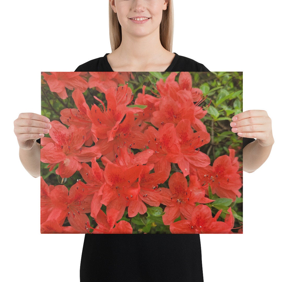 Red Azalea Bush Canvas - Etsy