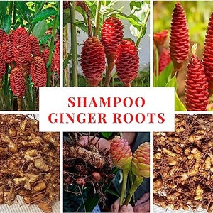 Large Shampoo Ginger Plants Live Rhizomes, Zingiber Zerumbet Shampoo ...