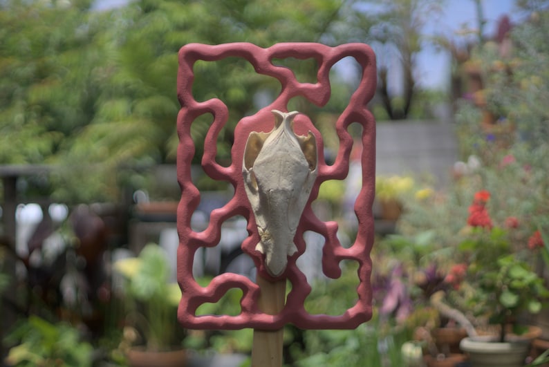 Skull Mount Wall Art - Javelina Skull - Etsy