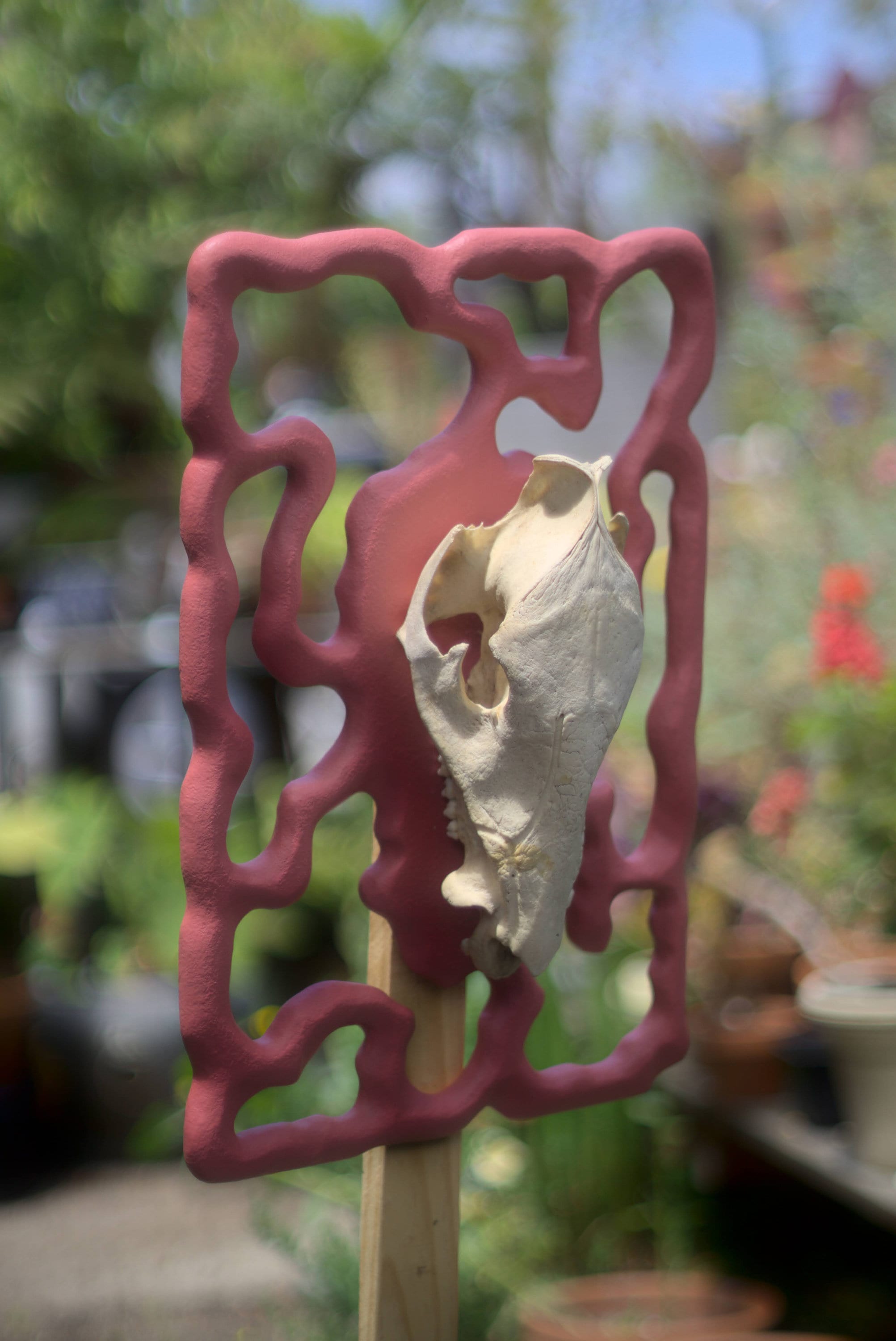 Skull Mount Wall Art - Javelina Skull - Etsy