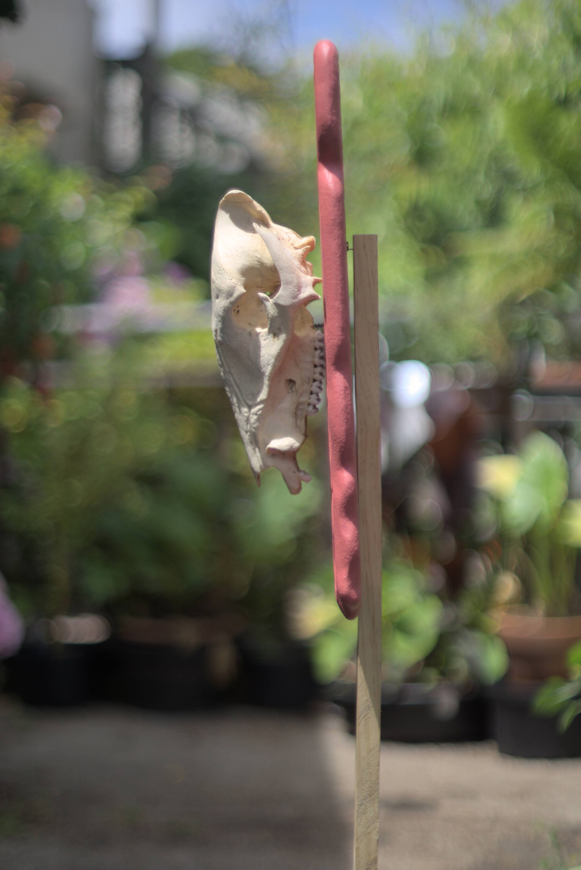 Skull Mount Wall Art - Javelina Skull - Etsy