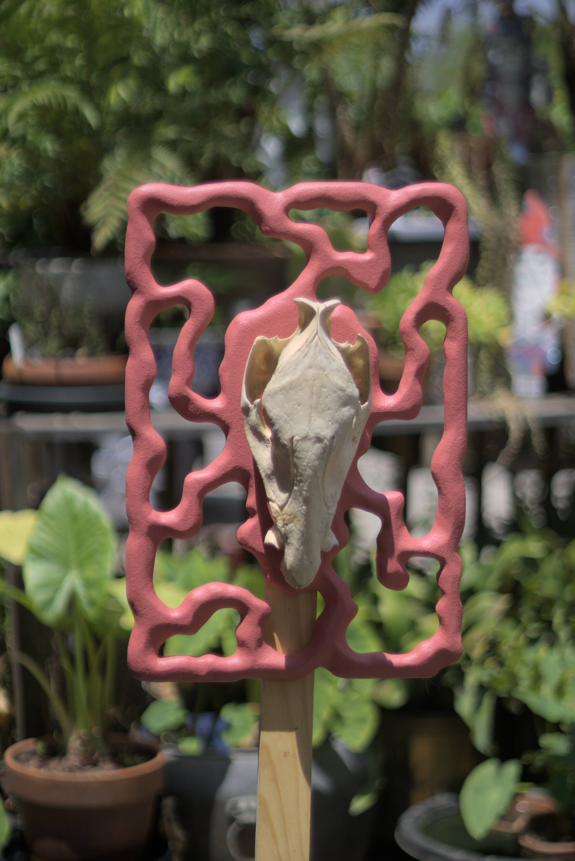 Skull Mount Wall Art - Javelina Skull - Etsy