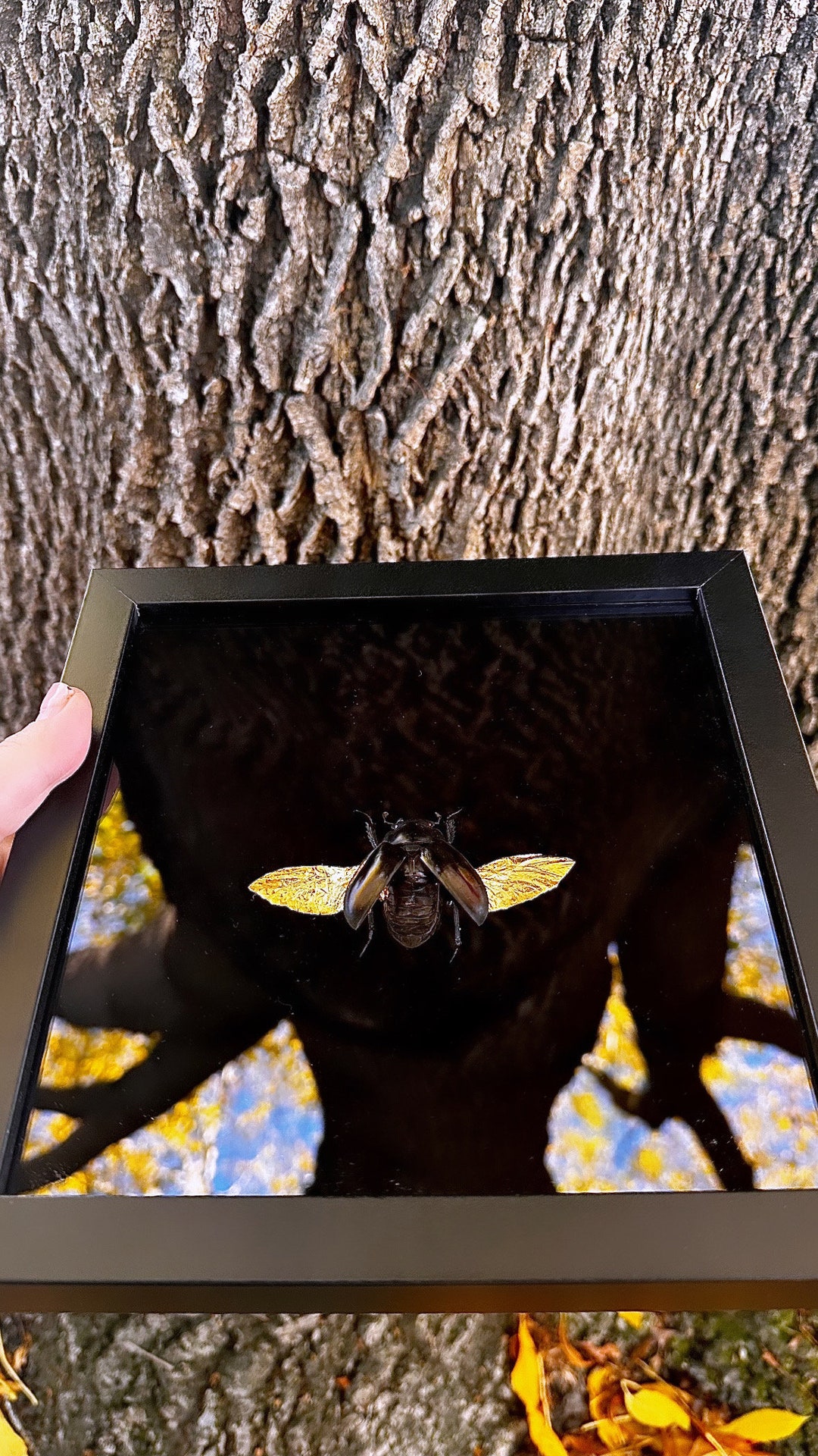 24ct Gold Winged REAL Beetle in Shadow Box on Black Velvet Backing ...