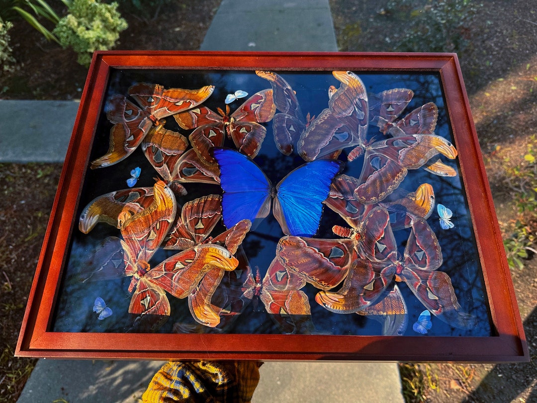 GIANT Framed Real Gorgeous Morpho Butterfly, Atlas Moths, & Jamides ...