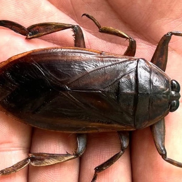 Dried Insects - Etsy