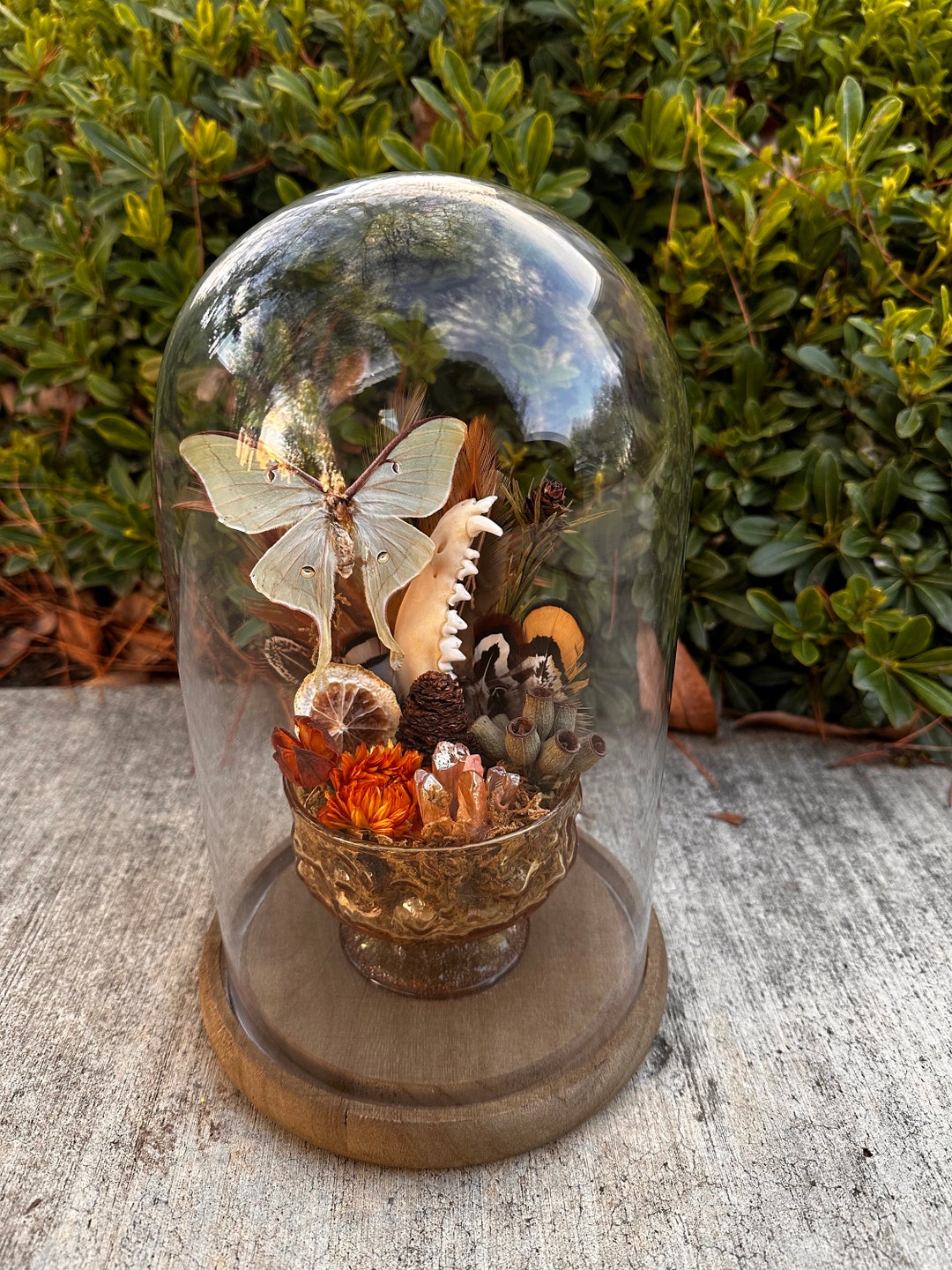 Real Fox Jaw & Luna Moth Cloche Dome Oddities Curiosities Weird ...