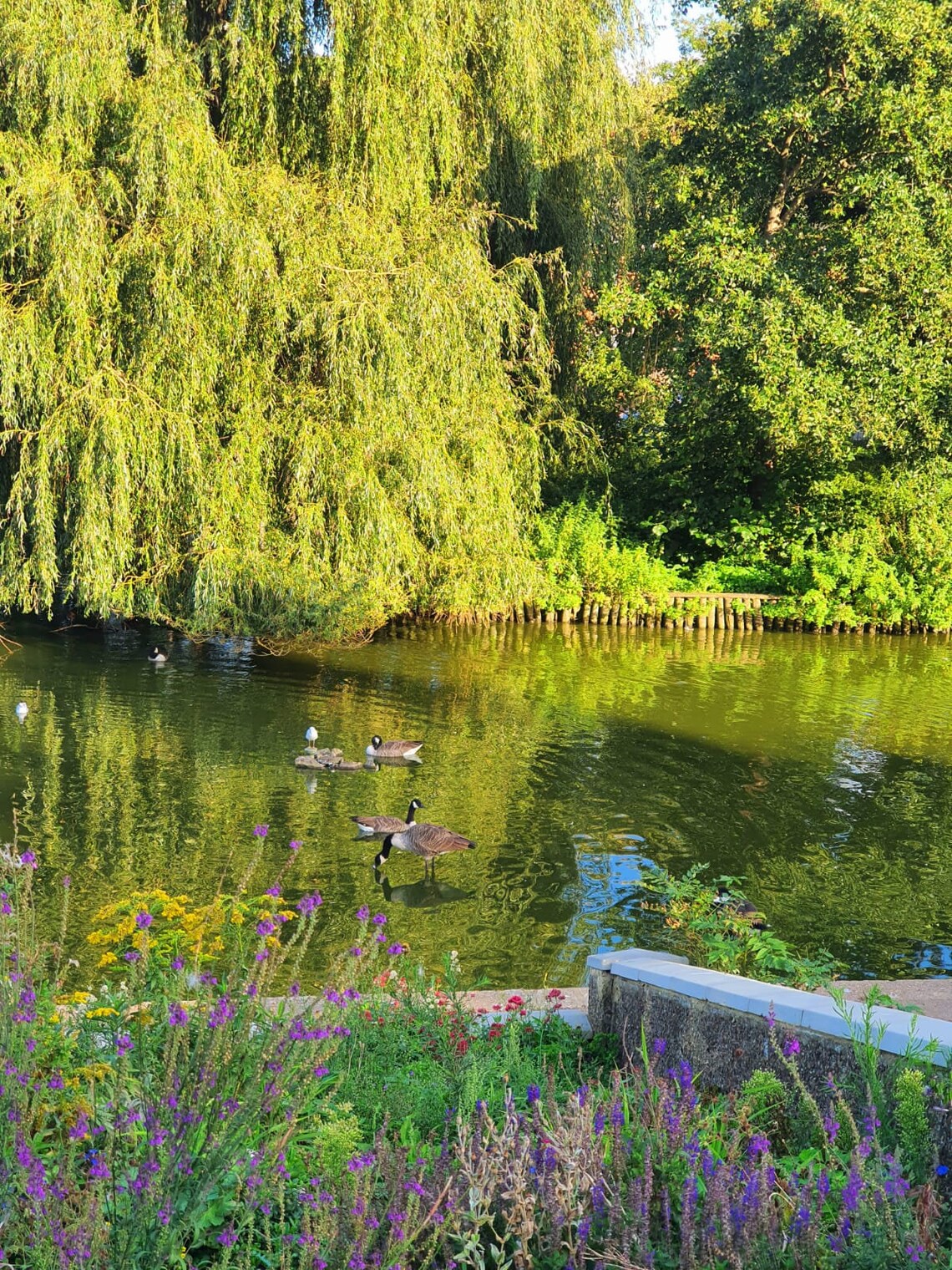 Sceneries, Green Land, Animals, Bird, Pond, Garden, Sunray - Etsy