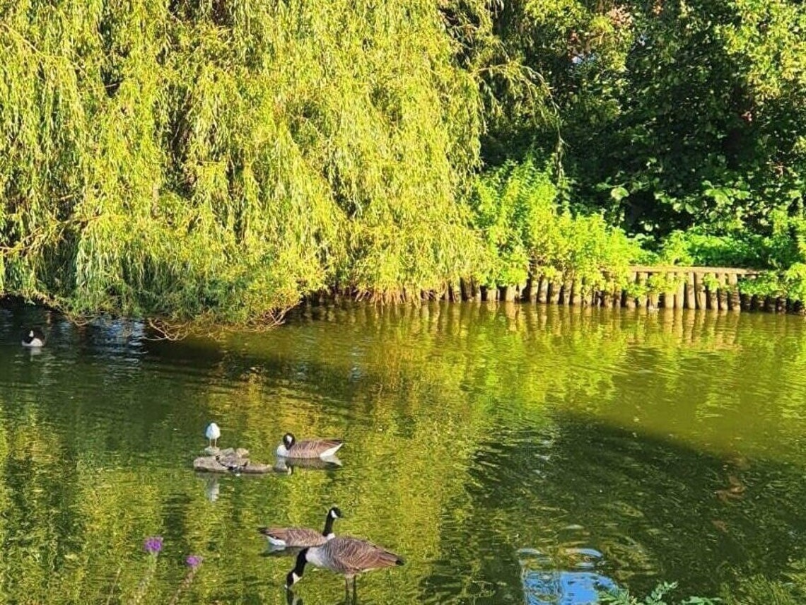 Sceneries, Green Land, Animals, Bird, Pond, Garden, Sunray - Etsy