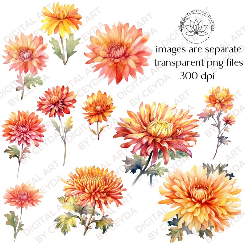 Watercolour Autumn Floral Clip Art Mums chrysanthemums - Etsy