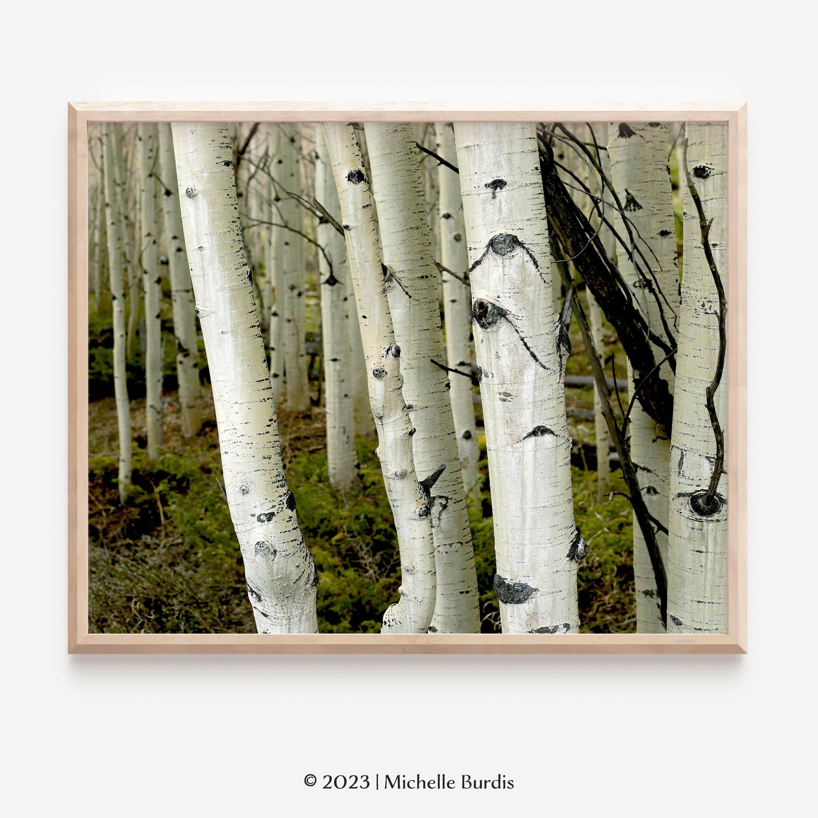Ansel Adams Birch Trees