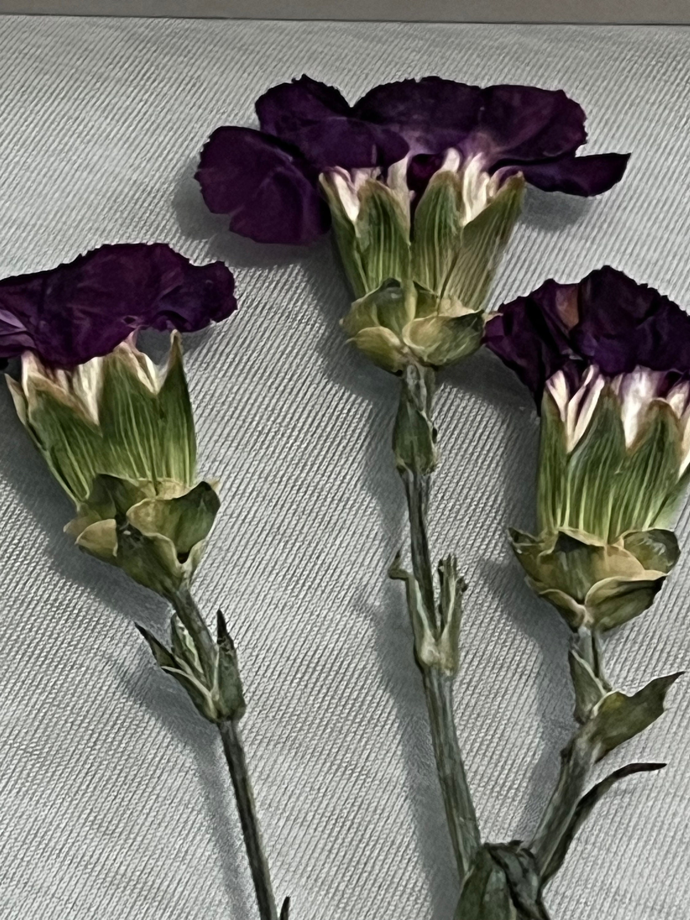 Elegant 8x10 Pressed Flower Frame Preserved Carnations - Etsy