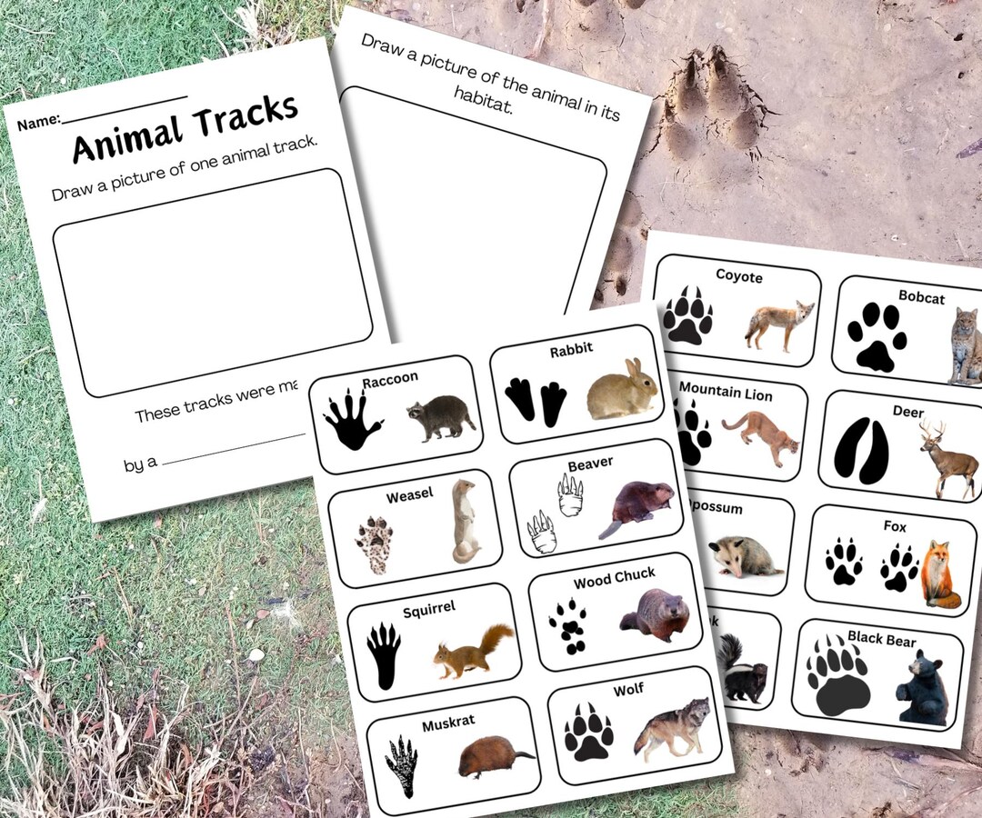 Animal Tracks Guide and Worksheet for a Fun Hiking Activity - Etsy