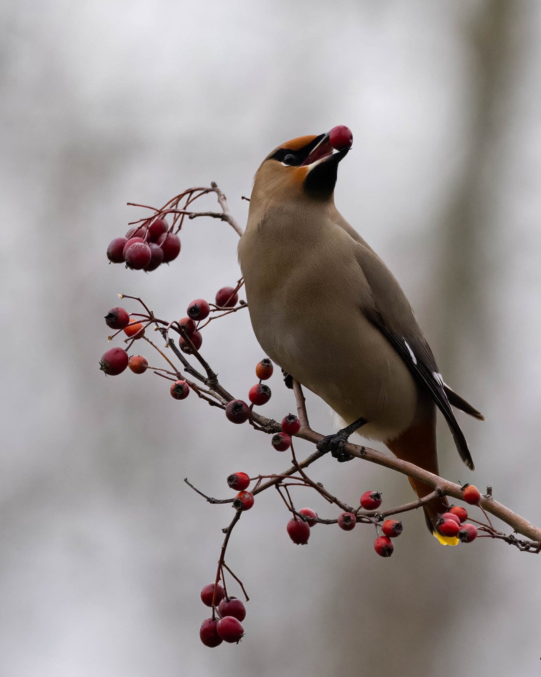 Bohemian Waxwing Eating a Hawthorn Berry | Bird Photograph | Canvas ...