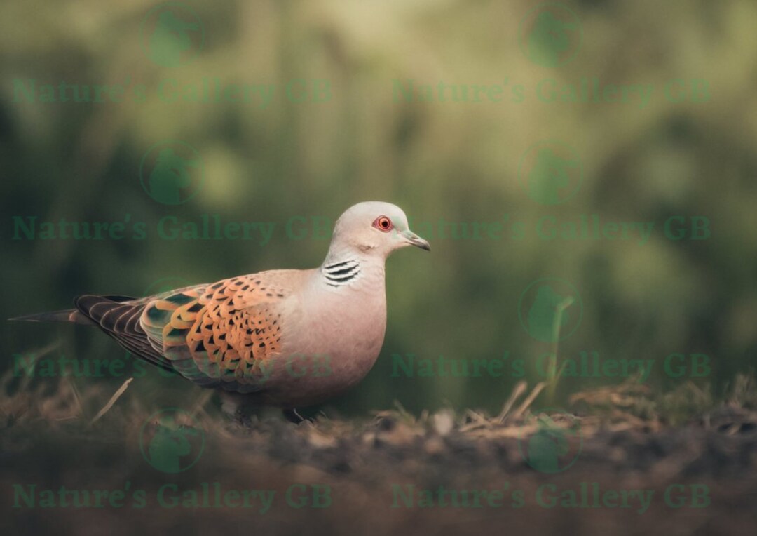 Digital Turtle Dove Print Stunning Wall Art Animal Photography Nature ...