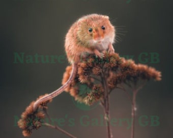 Mice Printable With Field Mouse Harvest Mouse and Voles - Etsy