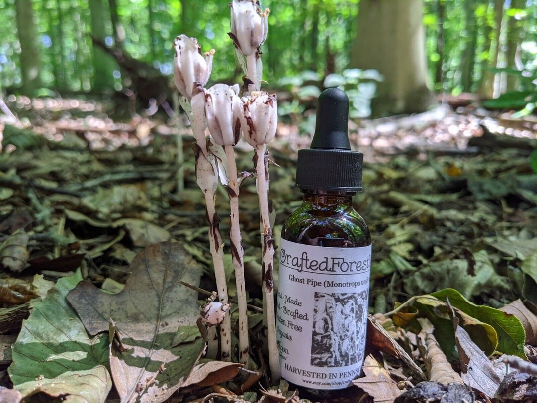 Ghost Pipe Tincture 15ml Monotropa Uniflora - Etsy