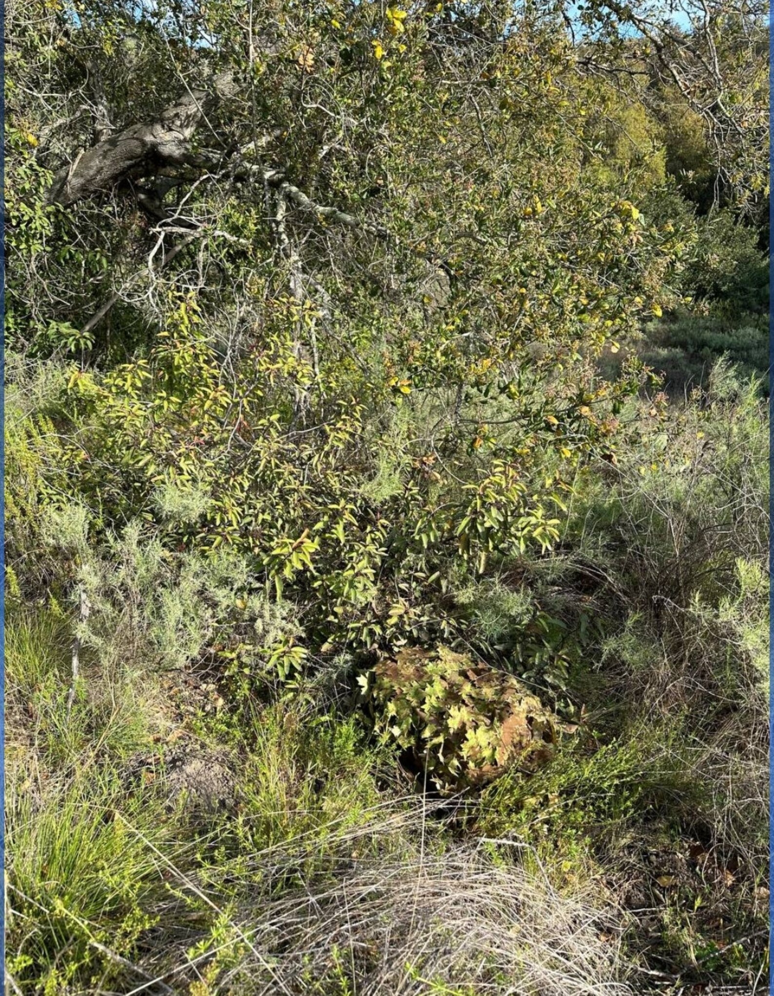 Solaithe Archive Medium Pack Wisp ( Combat, Sniper, Military) - Etsy