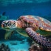 Zoom Background, Zoom Background Ocean, Zoom Background Sea Turtle ...