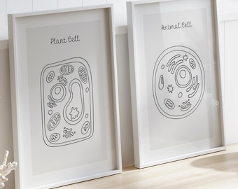 EDUCATIONAL- Animal Cell Poster - Etsy