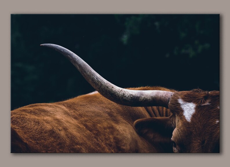 Texas Longhorn Portrait Longhorn Bull Wall Art Home Decor Canvas Print ...