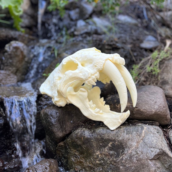 Sabertooth Cat Skull Replica