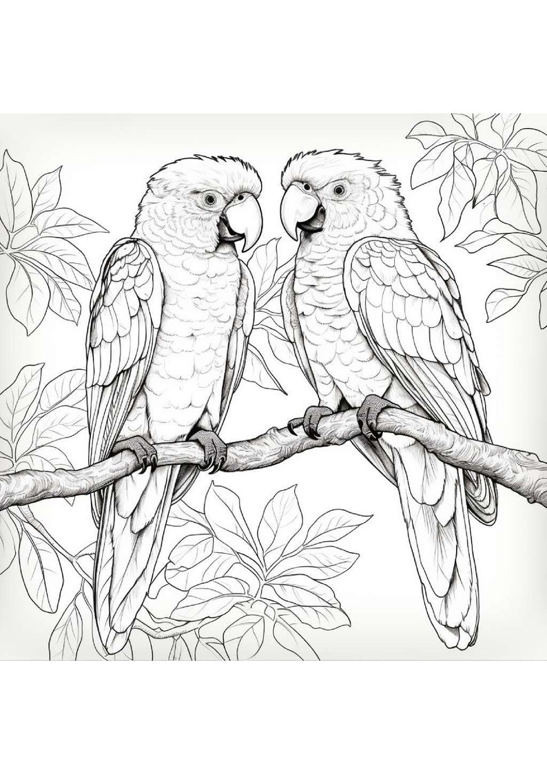 Colouring Pages of Birds for Colouring or Tracing - Etsy