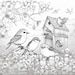 Colouring Pages of Birds for Colouring or Tracing - Etsy
