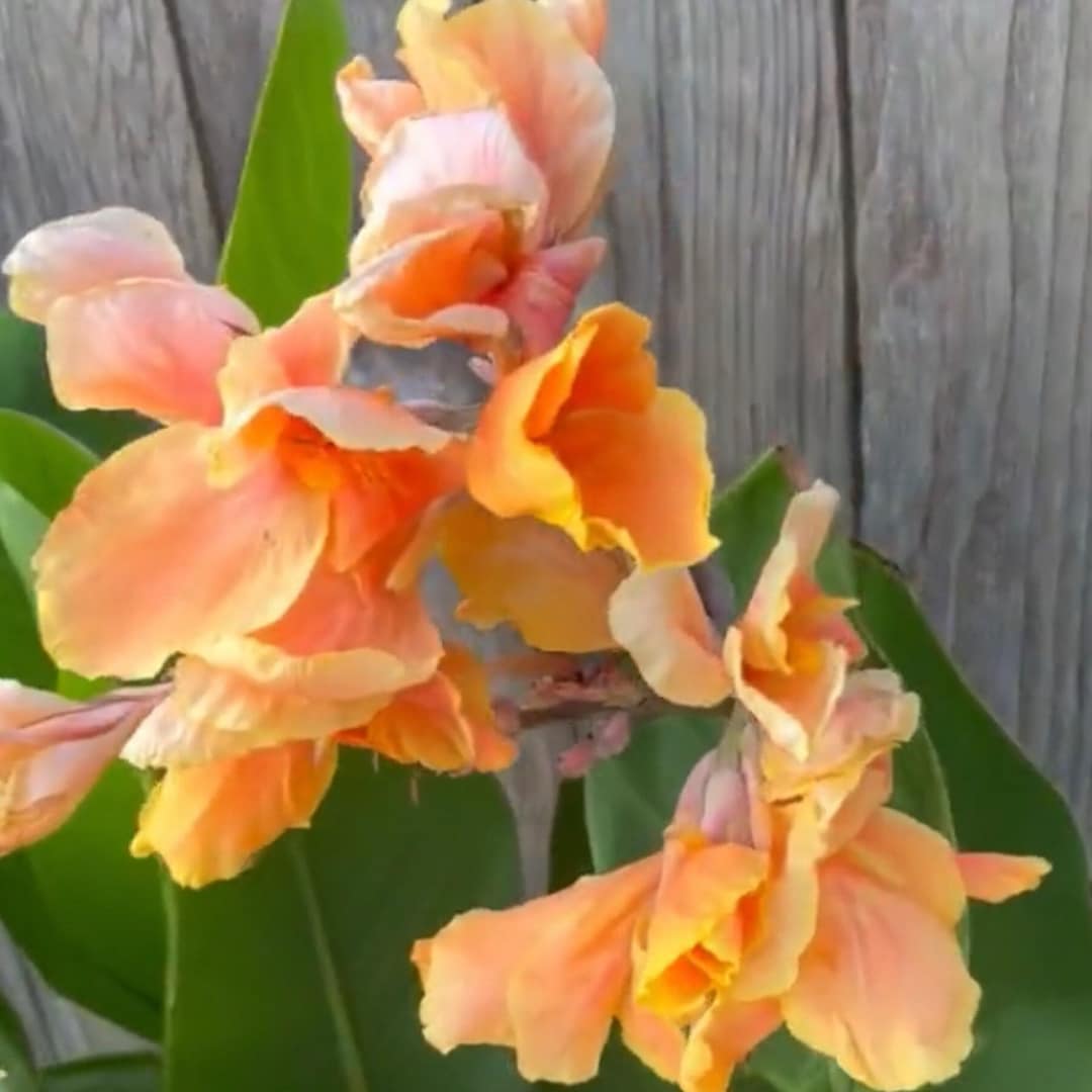 Canna Lily Rhizomes / Bulbs / Large Peach and Pale Lemon Yellow Blooms ...