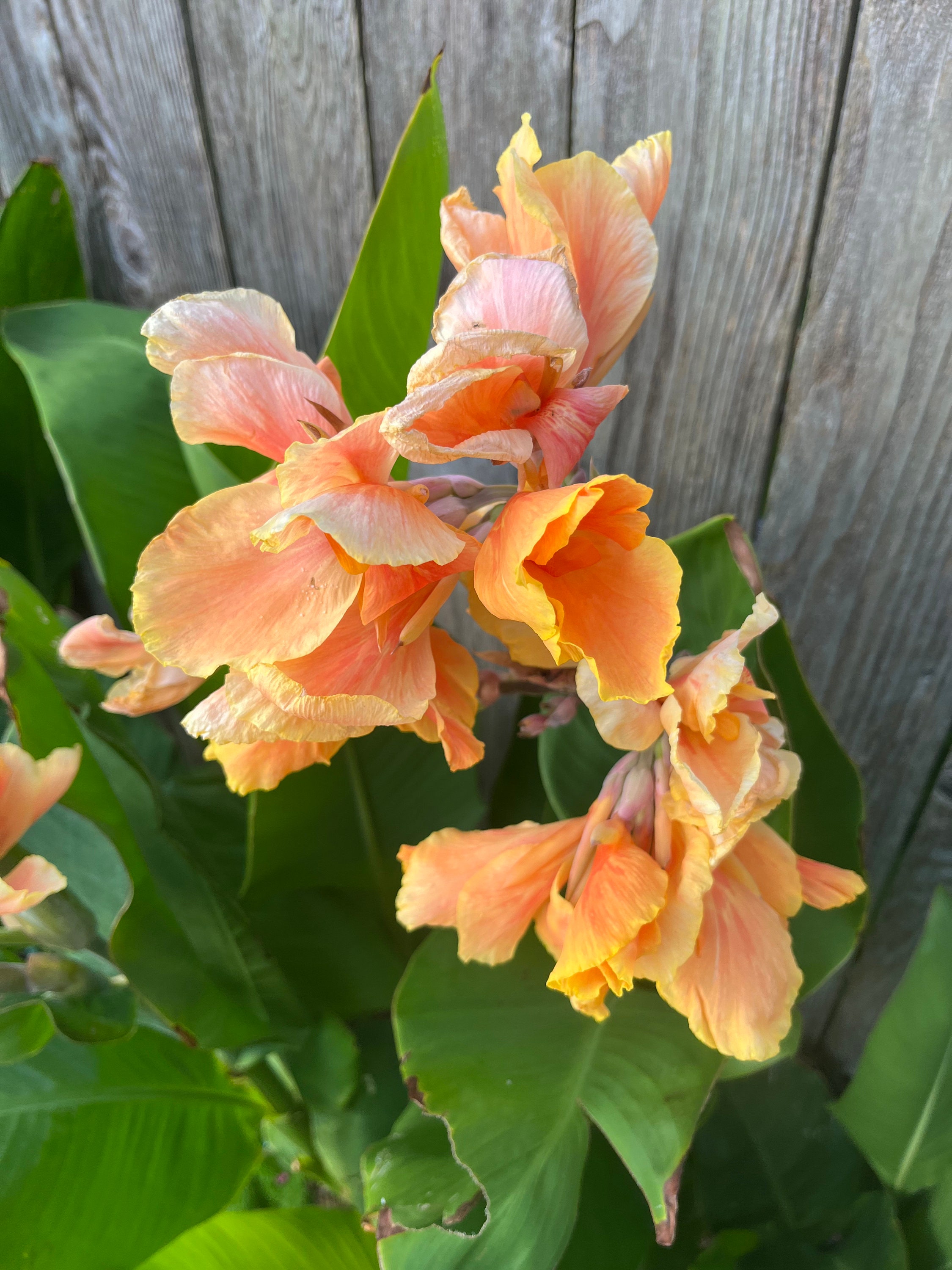 Canna Lily Rhizomes / Bulbs / Large Peach and Pale Lemon - Etsy