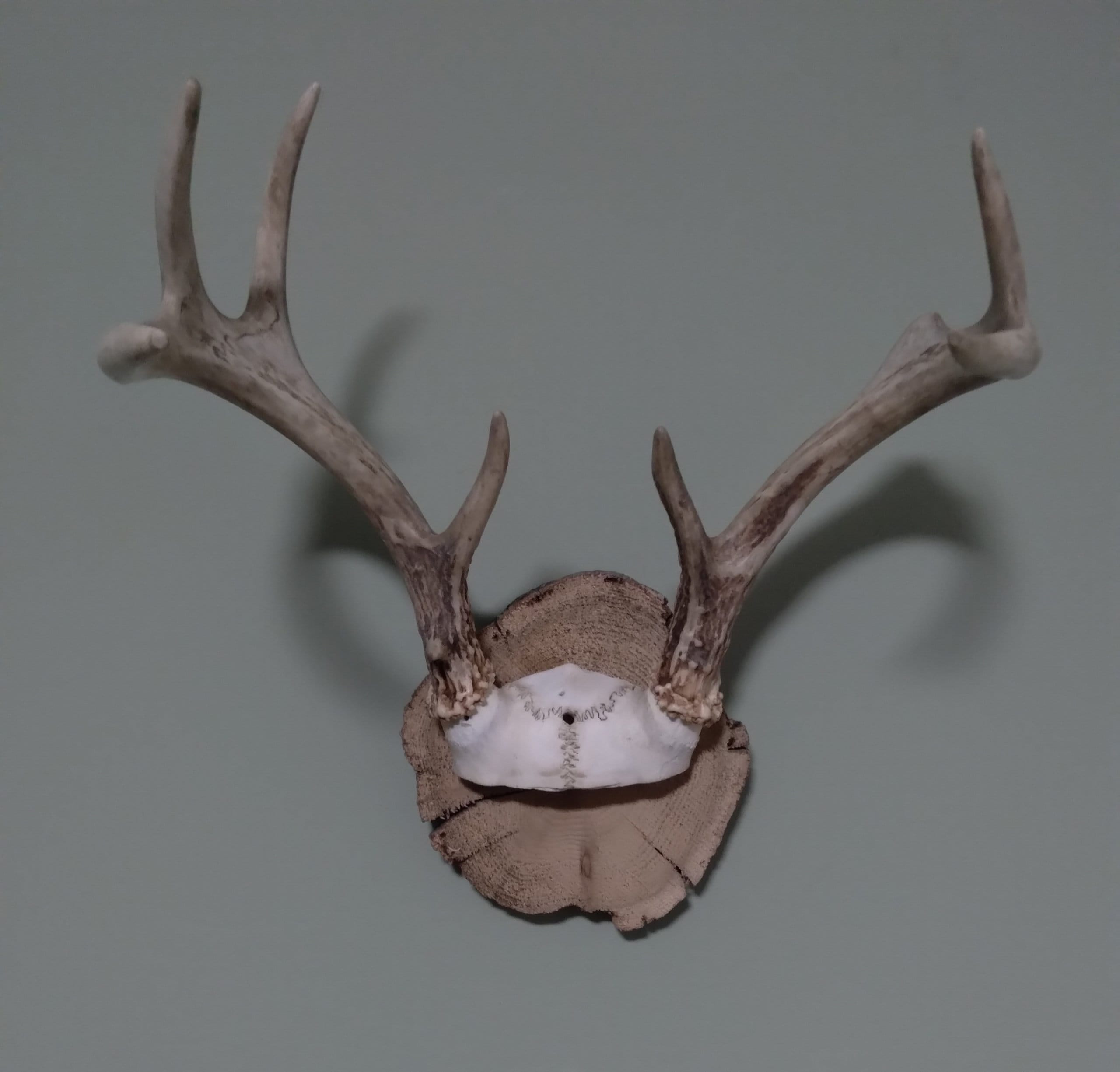 Deer Skull Cap Mount