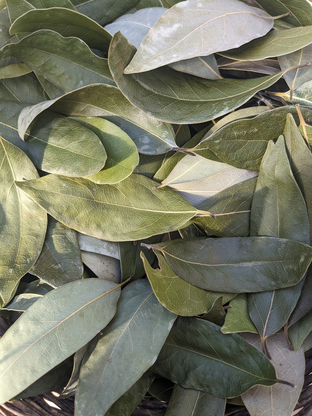 California Bay | Oregon Myrtle | Umbellularia Californica | Dried ...