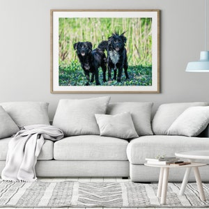 Two Black Dogs. Dogs in Nature. Dogs With Long Hair. Nice Dog Portrait ...