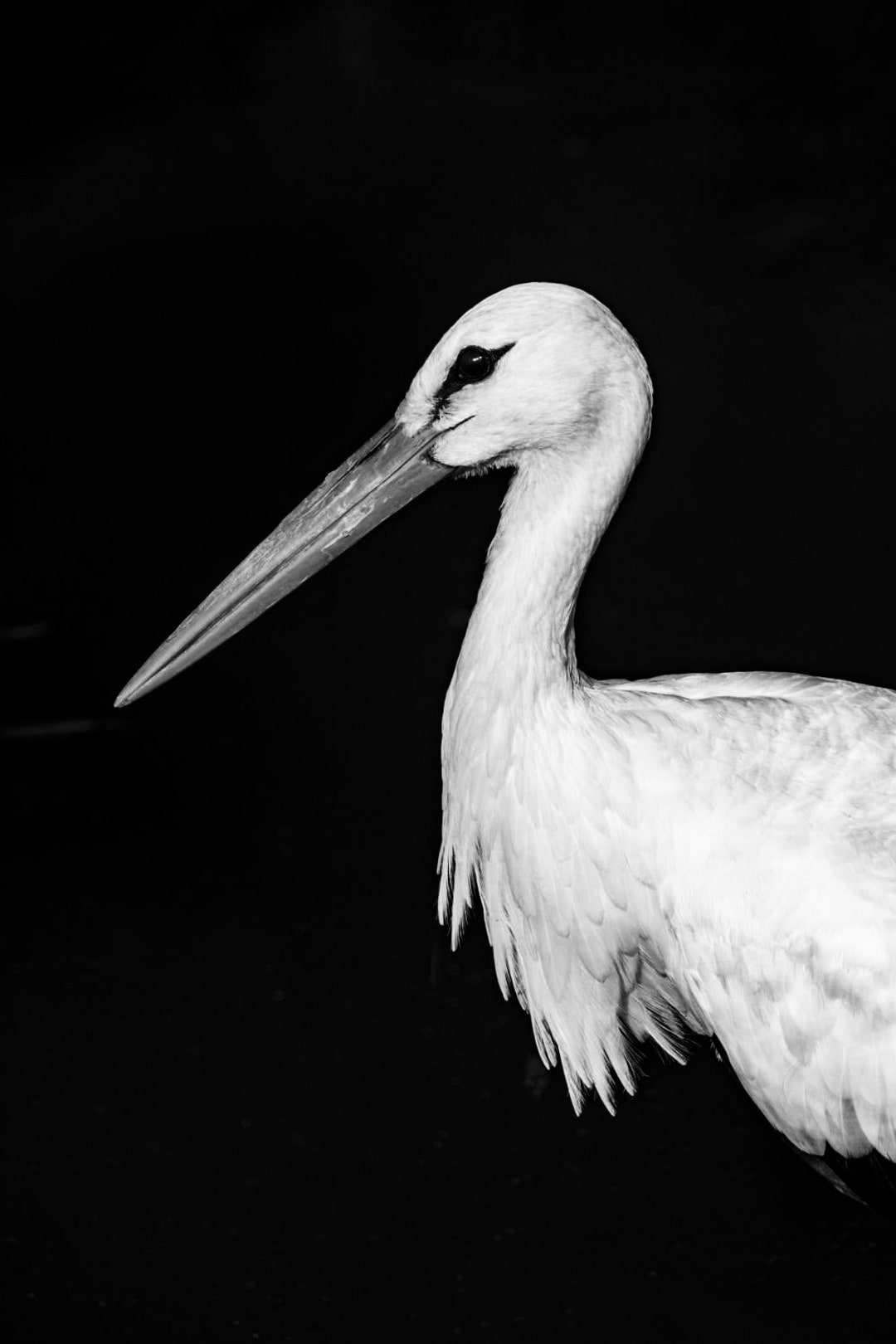 Stork Portrait. Black and White Photo of Stork. White Stork Picture ...