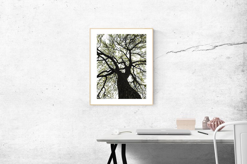 Big Tree. Green Leaves. Nature Print. Landscape Wallpaper. Big Tree ...