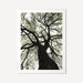 Big Tree. Green Leaves. Nature Print. Landscape Wallpaper. Big Tree ...