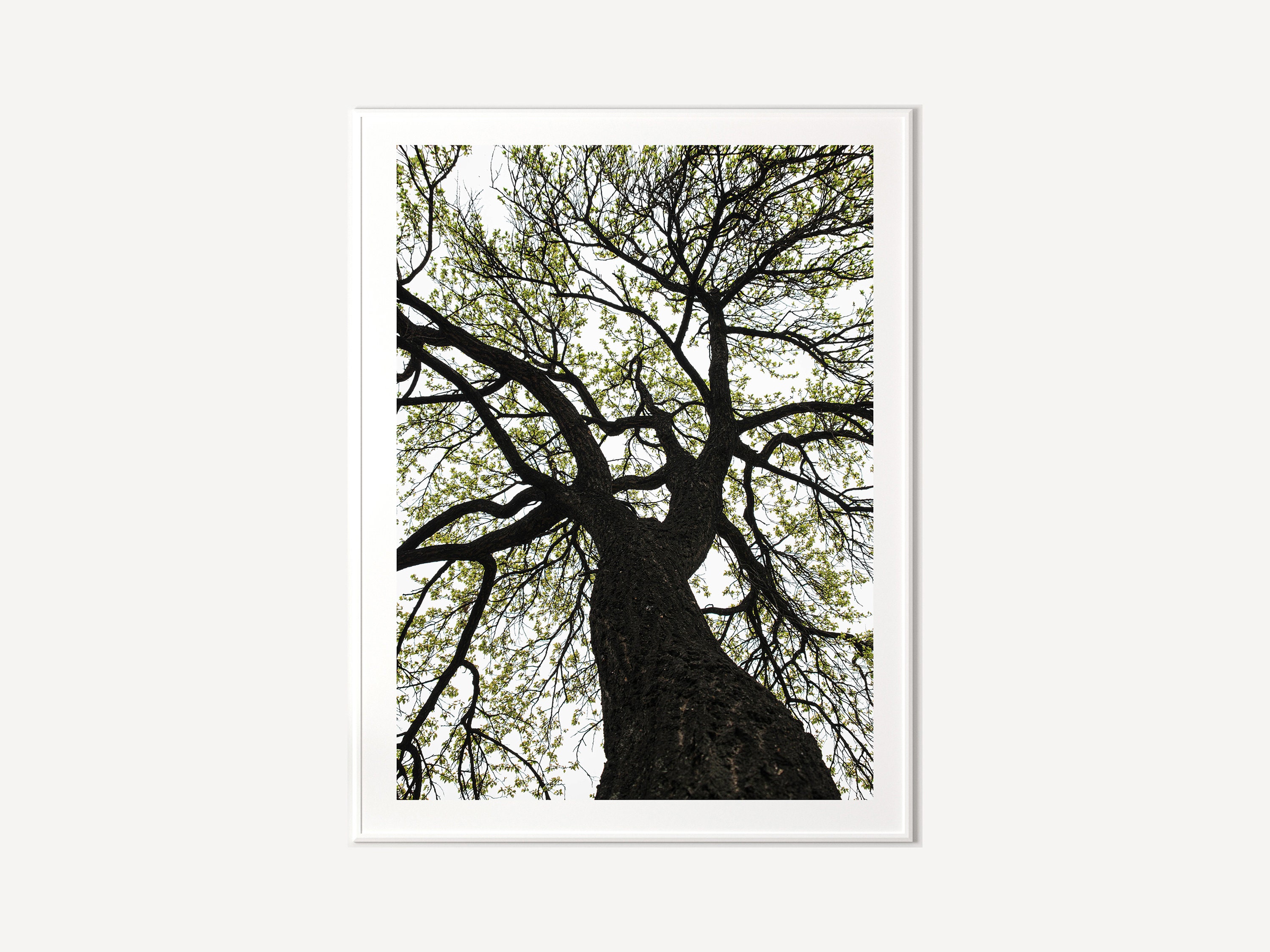 Big Tree. Green Leaves. Nature Print. Landscape Wallpaper. Big Tree ...