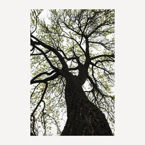 Big Tree. Green Leaves. Nature Print. Landscape Wallpaper. Big Tree ...