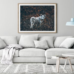 White Dog in the Forest. Nice Dog Portrait. Autumn Forest. Dog Wall Art ...