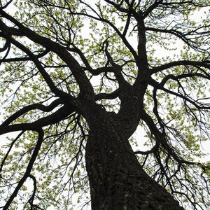 Big Tree. Green Leaves. Nature Print. Landscape Wallpaper. Big Tree ...