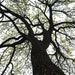 Big Tree. Green Leaves. Nature Print. Landscape Wallpaper. Big Tree ...
