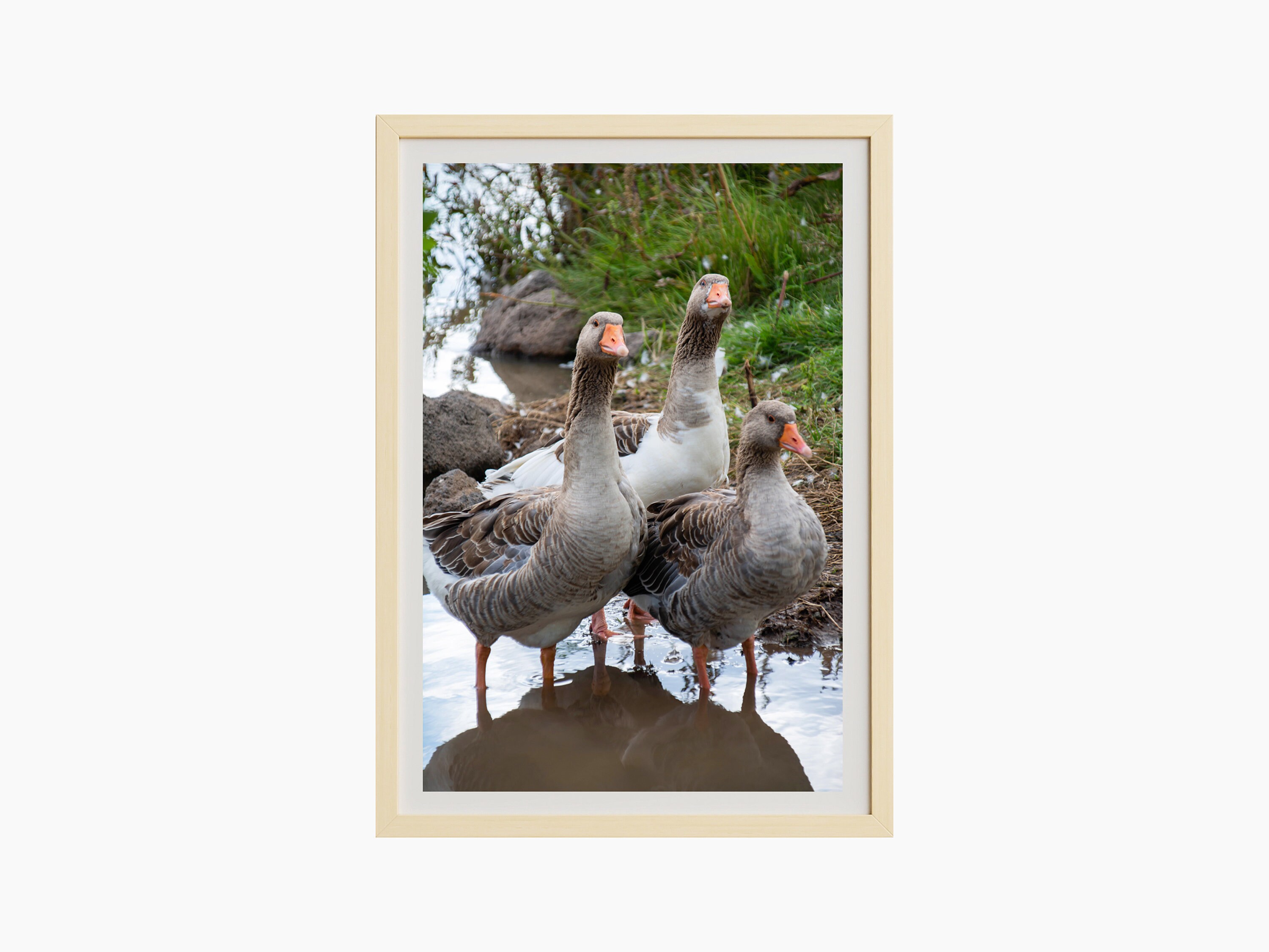 Wild Geese in Nature. Geese Photo. Nice Geese. Wild Birds Wall Art ...