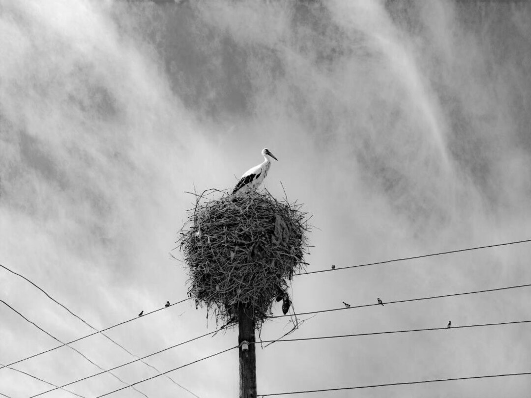 Stork in the Nest. Sparrow Birds on Electric Cables. Stork Portrait ...