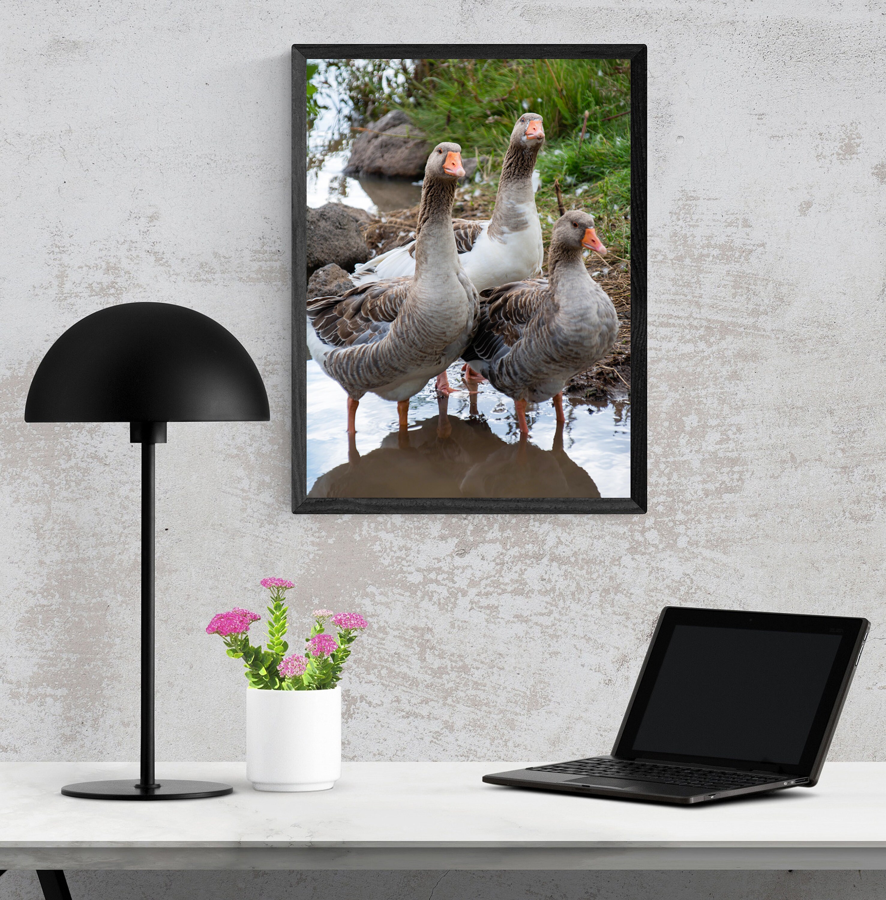 Wild Geese in Nature. Geese Photo. Nice Geese. Wild Birds Wall Art ...
