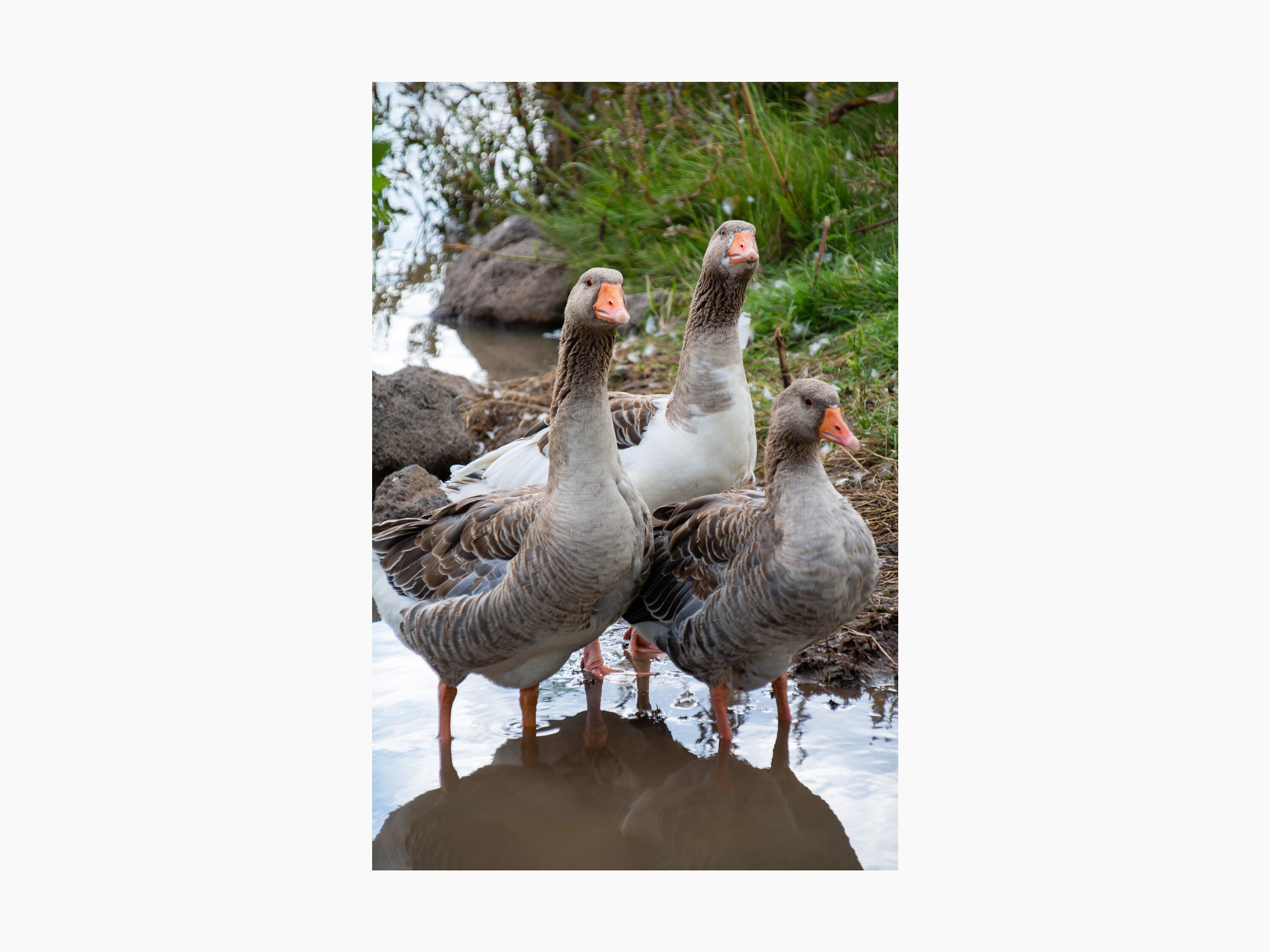 Wild Geese in Nature. Geese Photo. Nice Geese. Wild Birds Wall Art ...