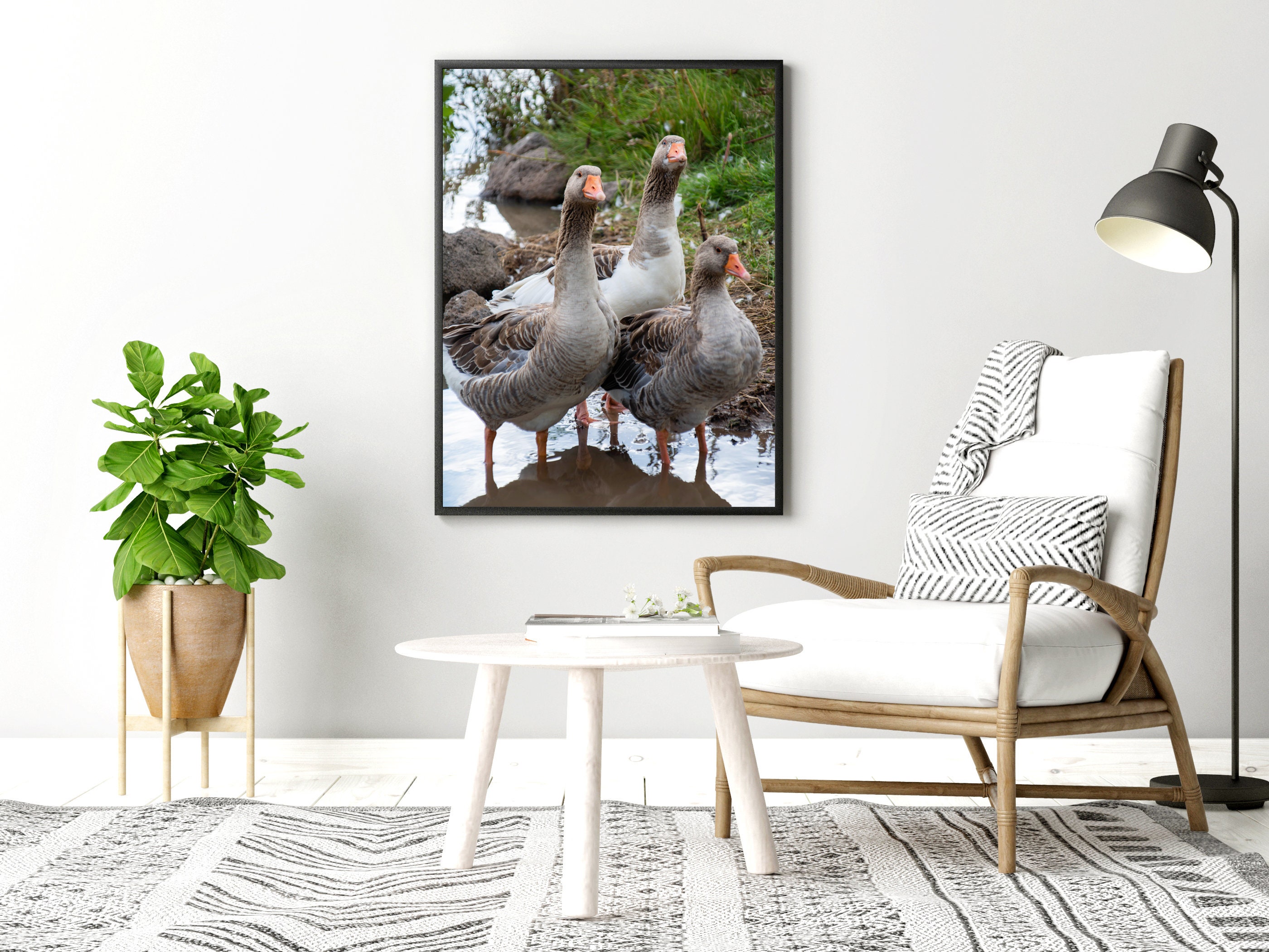 Wild Geese in Nature. Geese Photo. Nice Geese. Wild Birds Wall Art ...