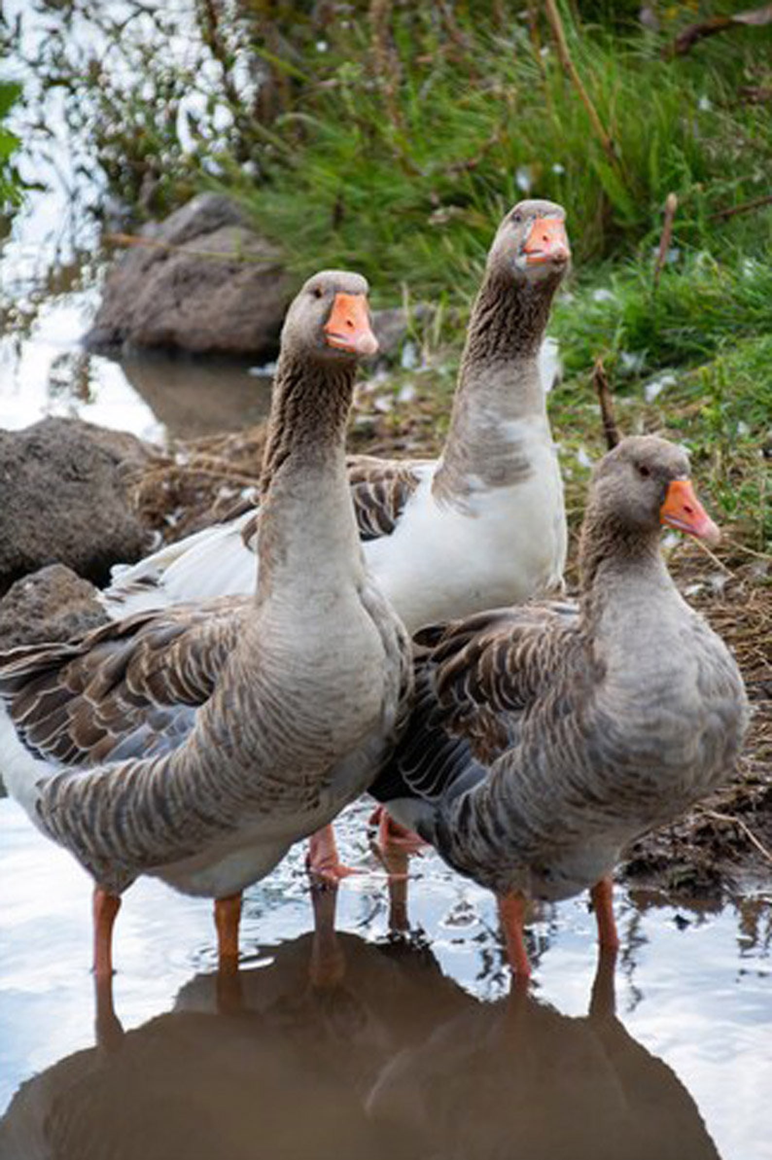 Wild Geese in Nature. Geese Photo. Nice Geese. Wild Birds Wall Art ...
